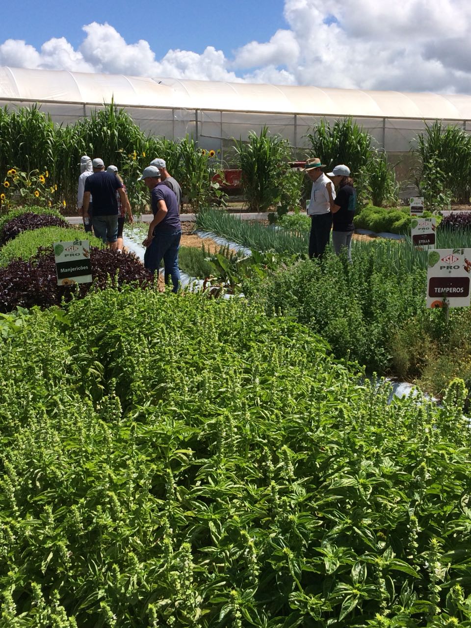 Super Campo traz novidades para o mercado da horticultura - Canal do ... Super Campo traz novidades para o mercado da horticultura - Canal do ...
